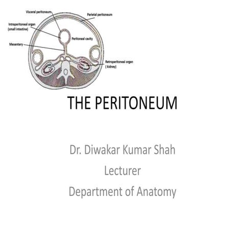 Omentum – anatomy, pathological conditions and surgical importance | PPTX