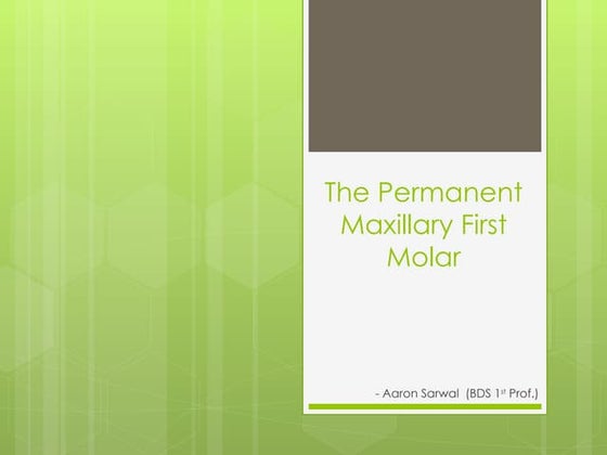 Permanent maxillary molars | PPT