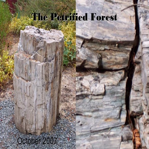 The Petrified Forest | PPT
