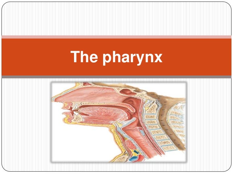 The pharynx