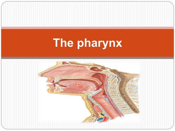 Muscles of Pharynx | PPTX