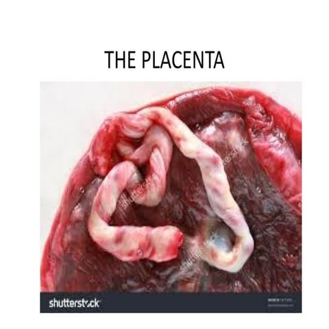 THE PLACENTA AT TERM IN OBSTETRIC NURSING .pdf