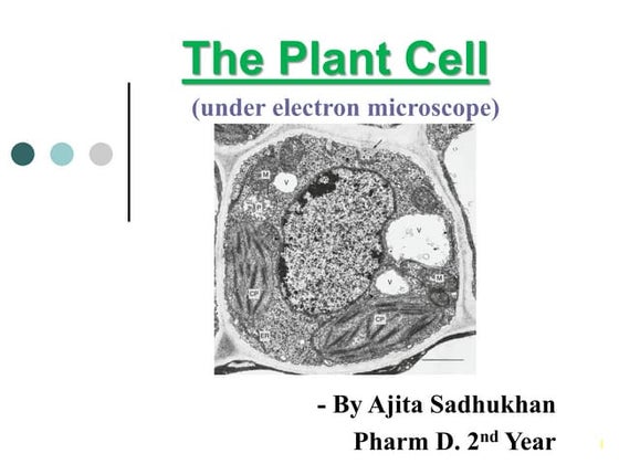 Plant cells | PPT | Biological Sciences | Science