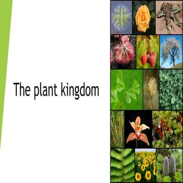 The plant kingdom | PPTX | Gardening | Home & Garden