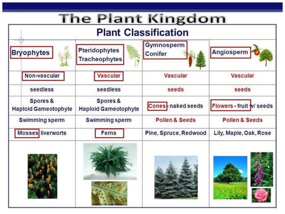Plant kingdom class 11 | PPTX