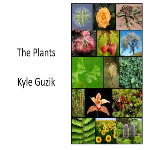 The plants | PPT