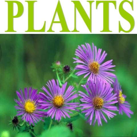 The plants unit3 5º grade | PPT