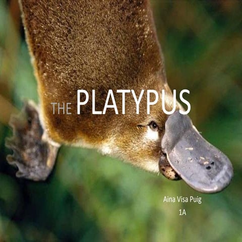 The platypus | PPTX