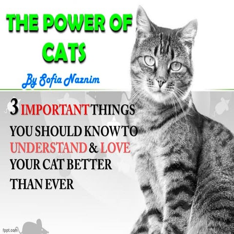 The Power of Cats | PPT