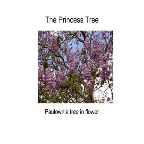 The princess tree paulownia | PDF