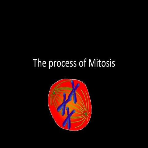 Mitosis | PPTX