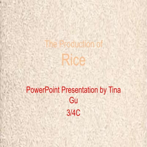 The production of rice by Tina | PPT