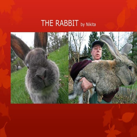 The rabbit | PPTX
