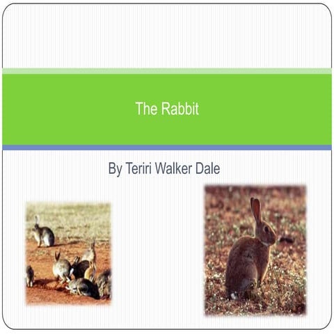 The rabbit | PPT