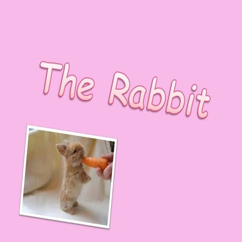The rabbit | PPT