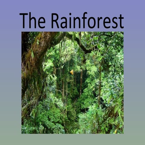 The Rainforest | PPT