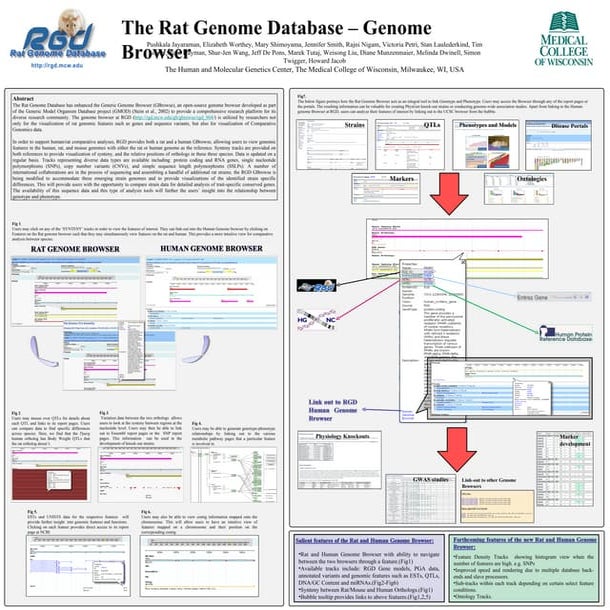 The rat genome database - genome browser | PPT
