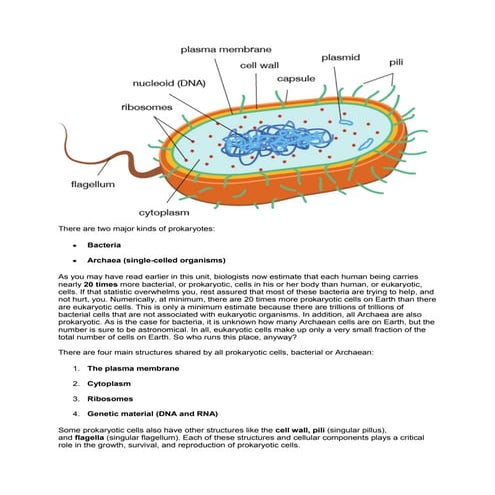 Types of cells prokaryotic and eukaryotic