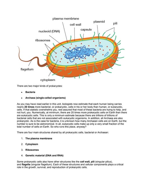 Lesson 3 Prokaryotic vs Eukaryotic Cell | PDF