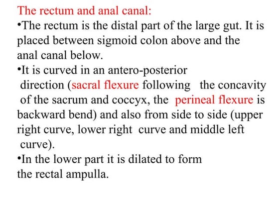 Rectum & Anal canal By Prof.Dr.N.Mugunthan | PDF