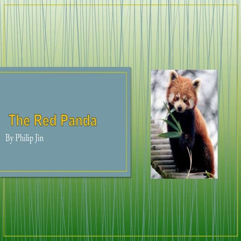 The Red Panda | PPTX