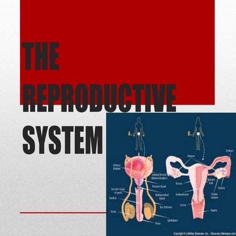 The reproductive system | PPTX