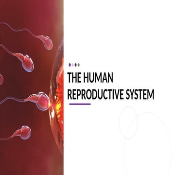 The Human Reproductive System Presentation | PPTX