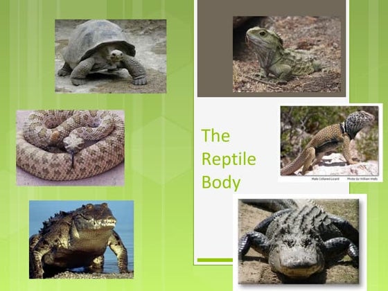 Vertebrates chordata chart | PDF | Reptiles | Pets