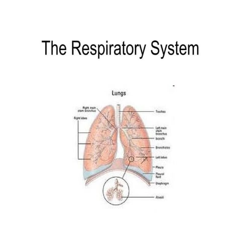 The respiratory system | PPT