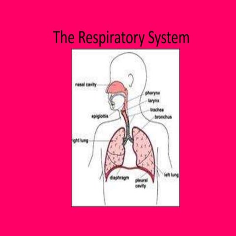The respiratory system | PPT