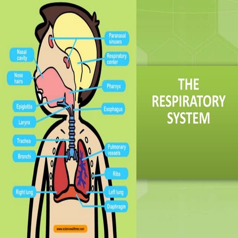 Sistema Respiratorio Respiratory System | Systems | Aula De Anatomia