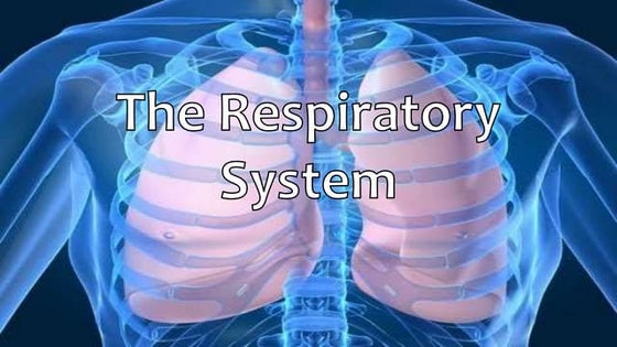 Parts and Function of Respiratory System - Grade 9 Science | PPTX
