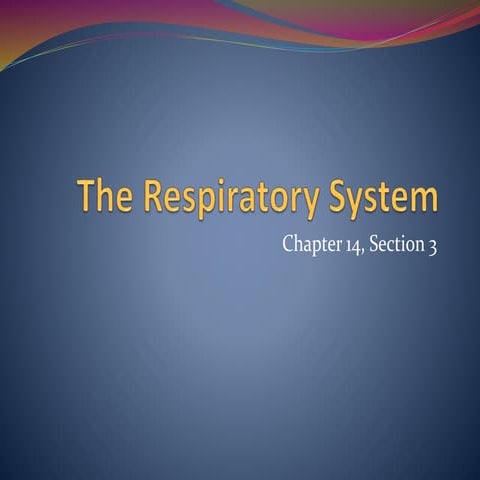 The respiratory system | PPTX