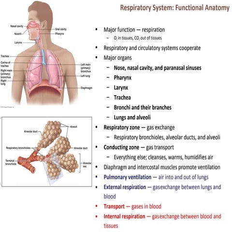 Respiratory System Human Anatomy 220 With Henry At