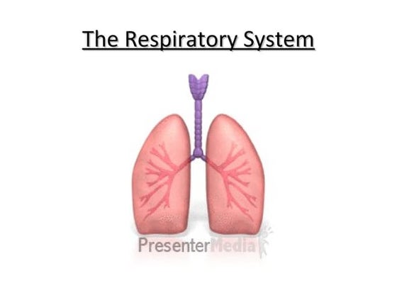Respiratory and Circulatory Systems | PPTX