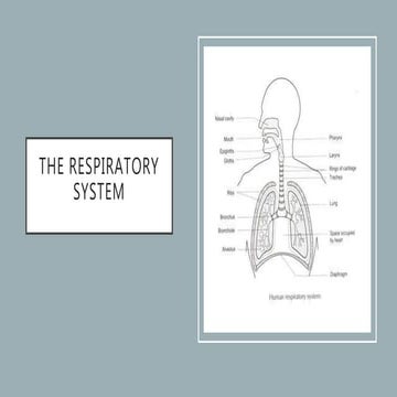 The respiratory system | PPT