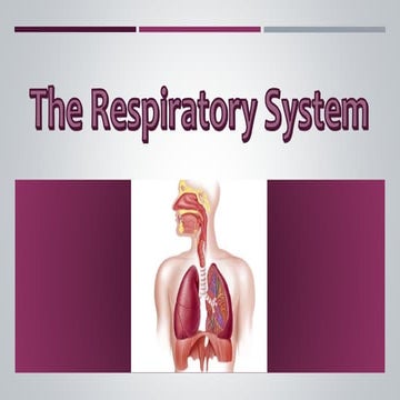 The respiratory system | PPTX