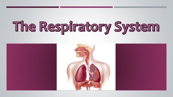 Respiratory System GRADE 6.pptx | Lung and Respiratory Health ...