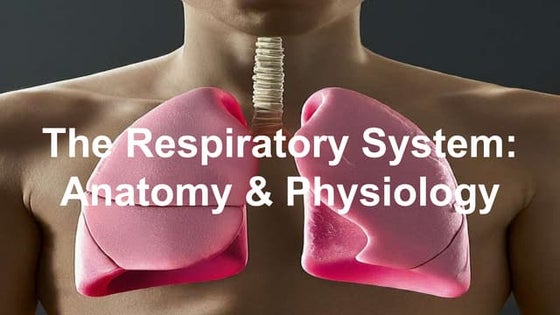 Respiratory physiology physiotherapy-System.pptx