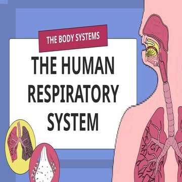The Human Respiratory system for Grade 5 | PPTX