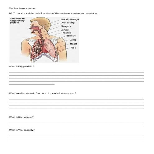 Respiratory System Worksheet Answers