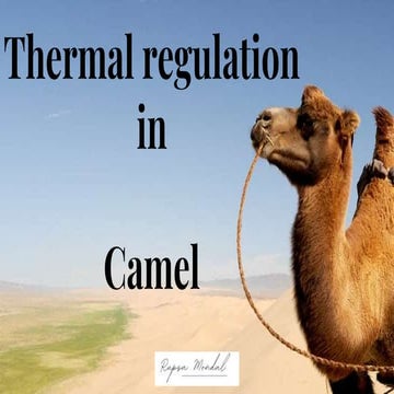 Thermal regulation in camel.pptx