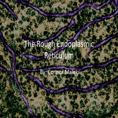 The rough endoplasmic reticulum | PPTX