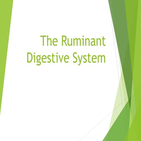 The Ruminant Digestive System (Ruminants).ppt