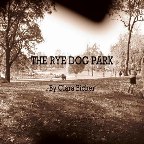 The Rye Dog Park | PPT