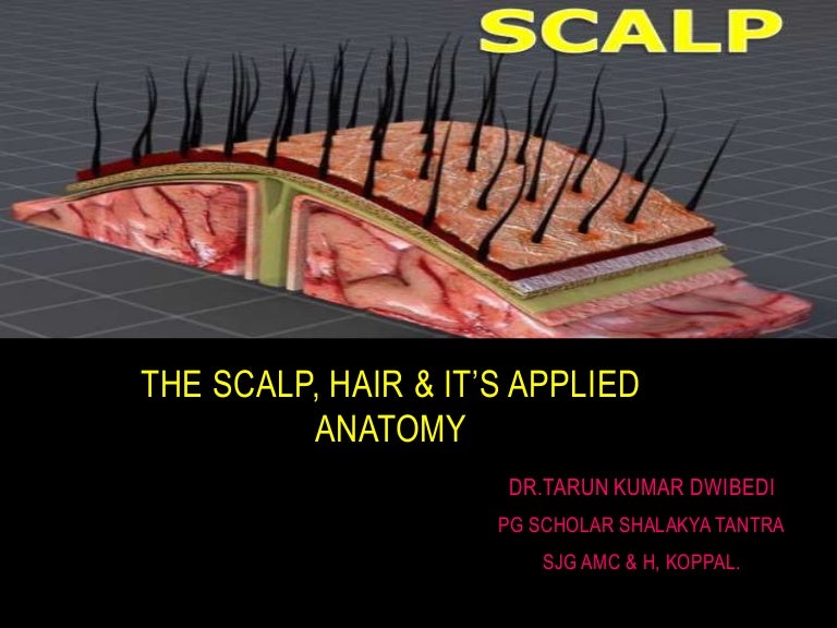 The scalp, hair & its applied anatomy