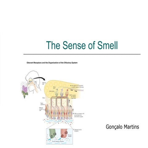 The sense of smell | PPT | Perfume and Fragrance | Beauty