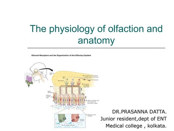Olfactory system and functioning in human | PPT