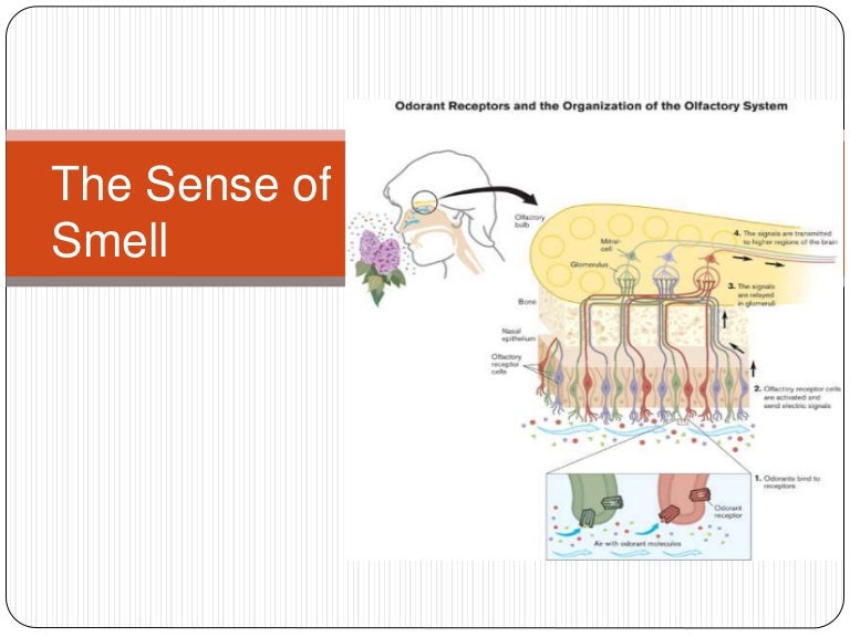 The sense of smell (1)