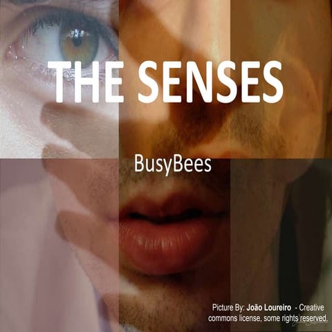 THE SENSES - BY BUSYBEES♥ | PPT
